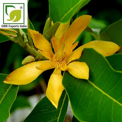 Champaca Absolute Oil | DBR Exports India