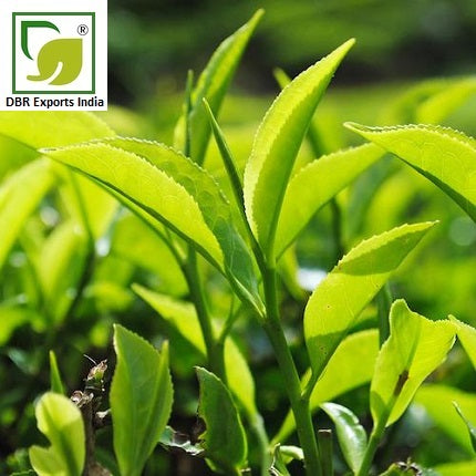 Green Tea Absolute Oil | DBR Exports India