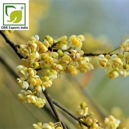 May Chang Oil Litsea Cubeba | DBR Exports India