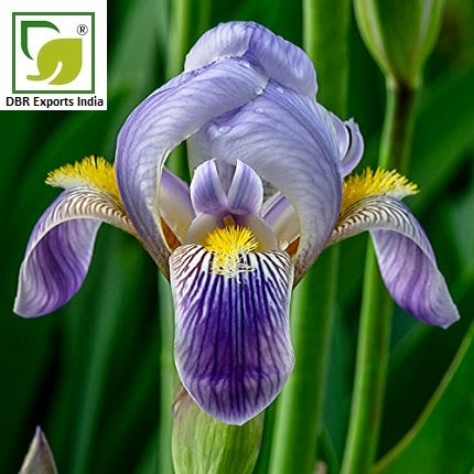 Orris Root Absolute | DBR Exports India