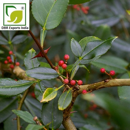 Zanthoxylum Oil - Zanthoxylum Armatum oil - tomar seed oil – DBR ...