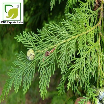 Cypress Essential Oil | DBR Exports India