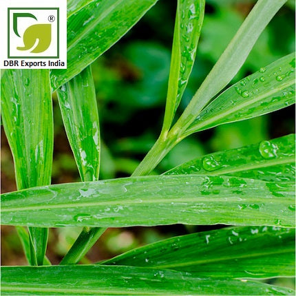 Gingergrass Essential Oil | Cymbopogon Martinii Oil | Order Now – DBR ...