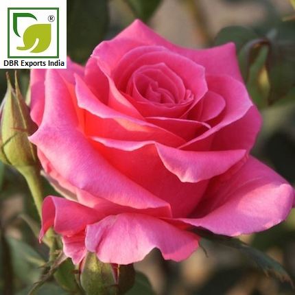 Tea Rose Absolute | DBR Exports India